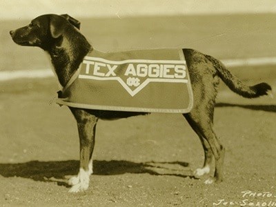 Reveille X | Texas A&M University